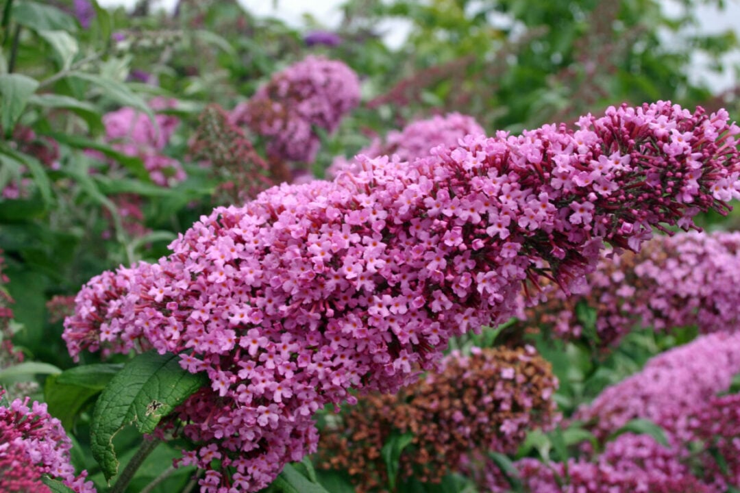 How and When to Prune Your Butterfly Bush (Buddleia davidii)