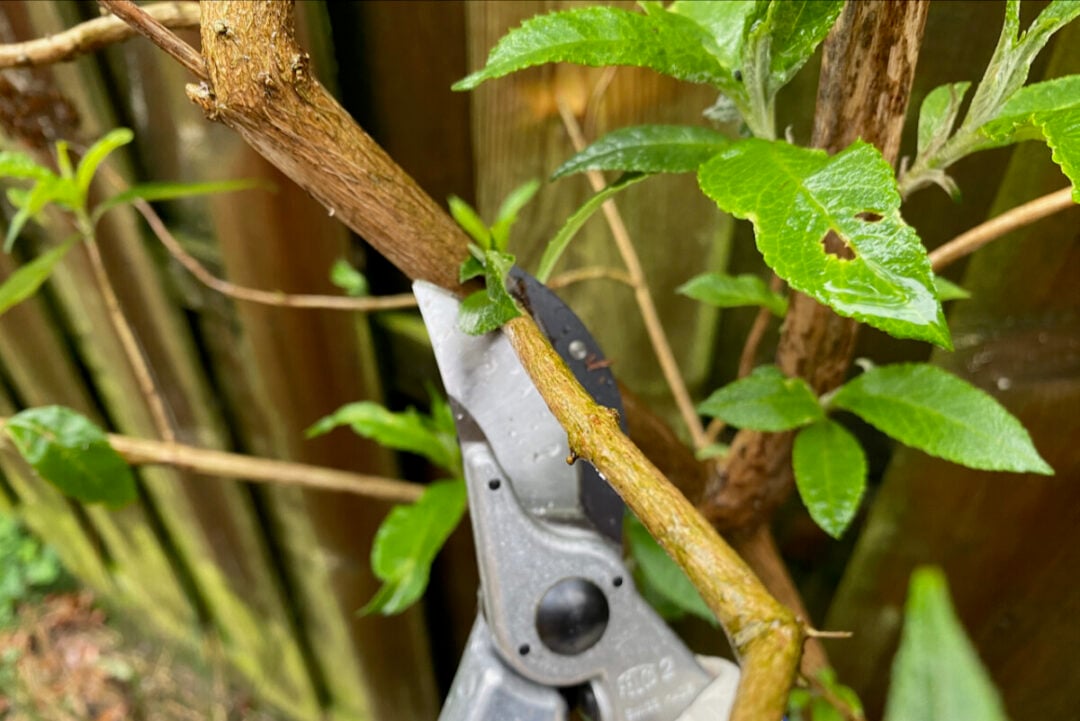 How and When to Prune Your Butterfly Bush (Buddleia davidii)