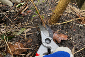 How and When to Prune Your Butterfly Bush (Buddleia davidii)