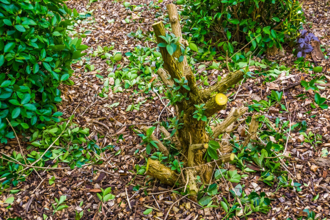 How and When to Prune Your Butterfly Bush (Buddleia davidii)
