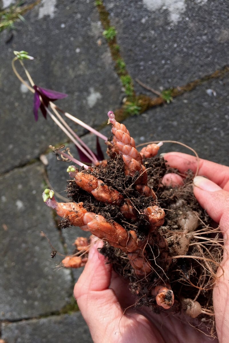 6 Reasons Every Home Needs a Purple Shamrock Houseplant