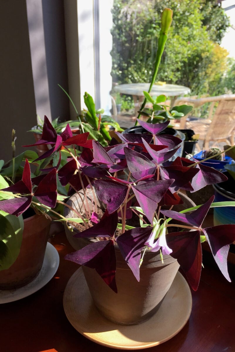6 Reasons Every Home Needs a Purple Shamrock Houseplant