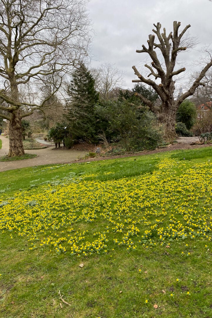 6 Reasons to Plant Winter Aconites in Your Backyard