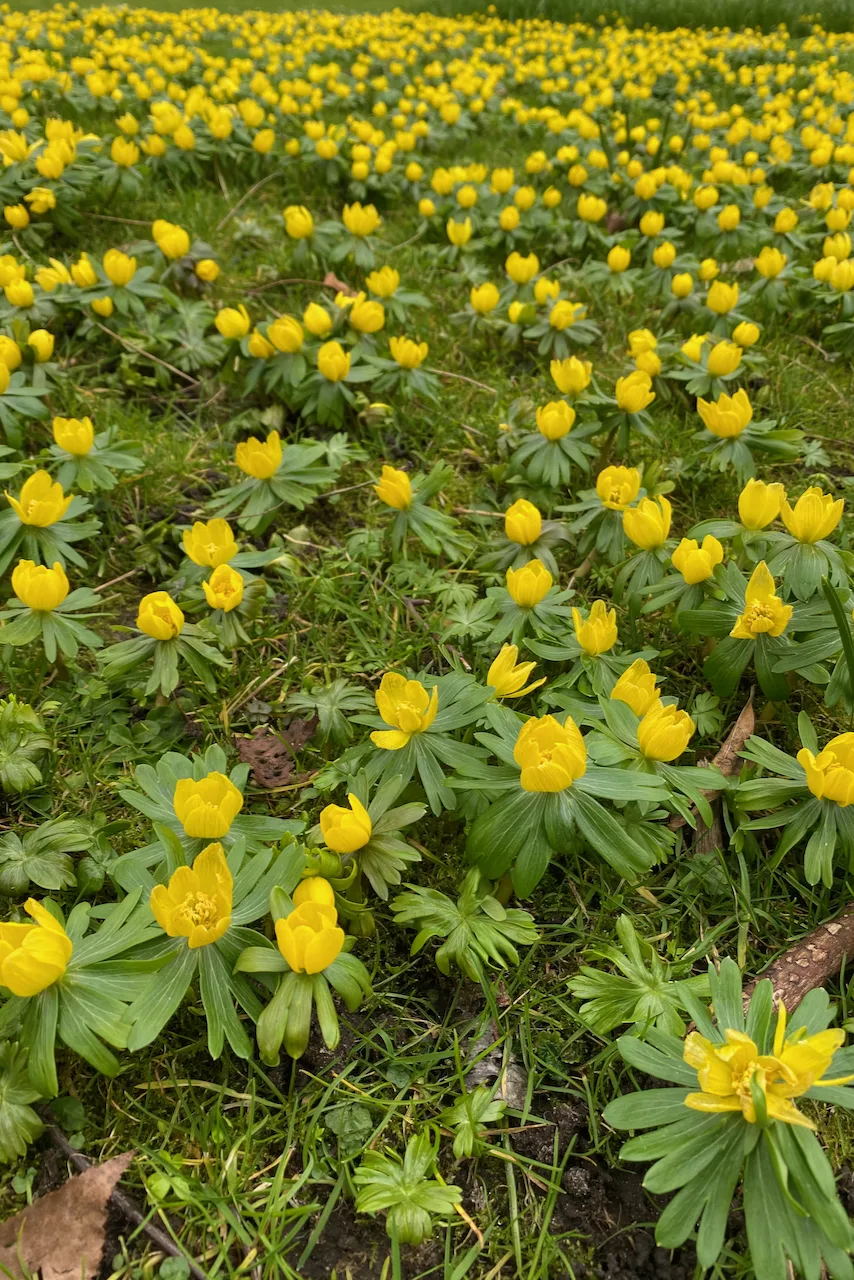 6 Reasons to Plant Winter Aconites in Your Backyard