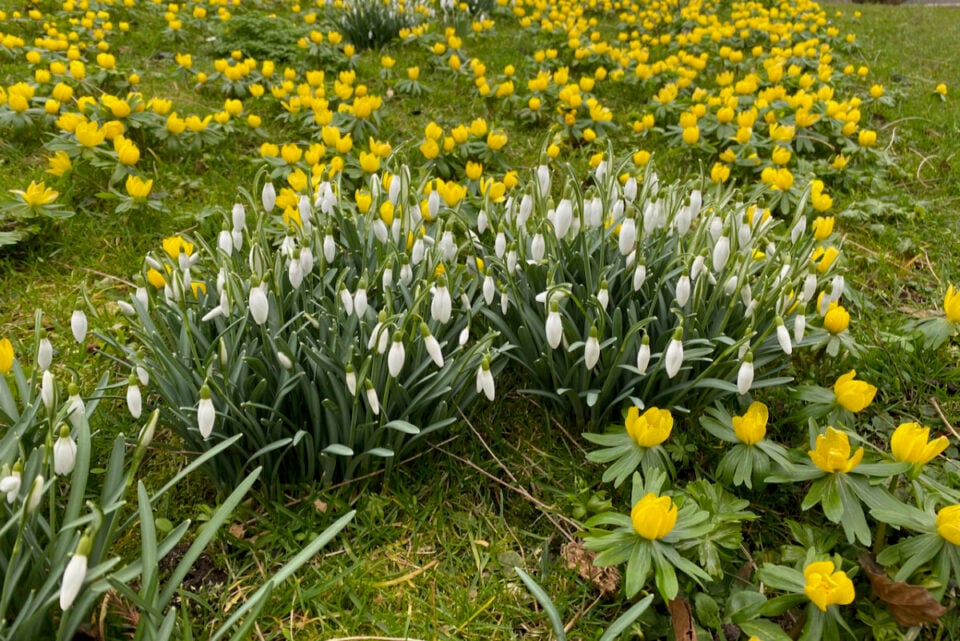 6 Reasons to Plant Winter Aconites in Your Backyard