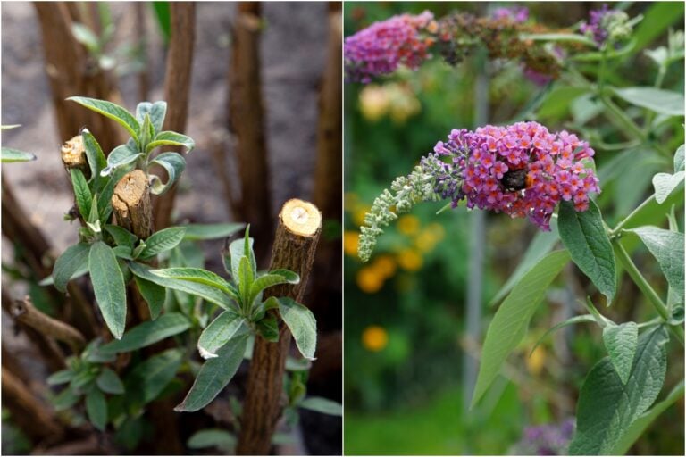 How and When to Prune Your Butterfly Bush (Buddleia davidii)