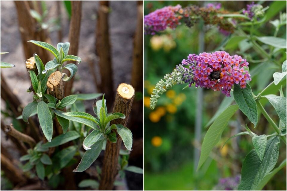 How and When to Prune Your Butterfly Bush (Buddleia davidii)