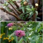 How and When to Prune Your Butterfly Bush (Buddleia davidii)