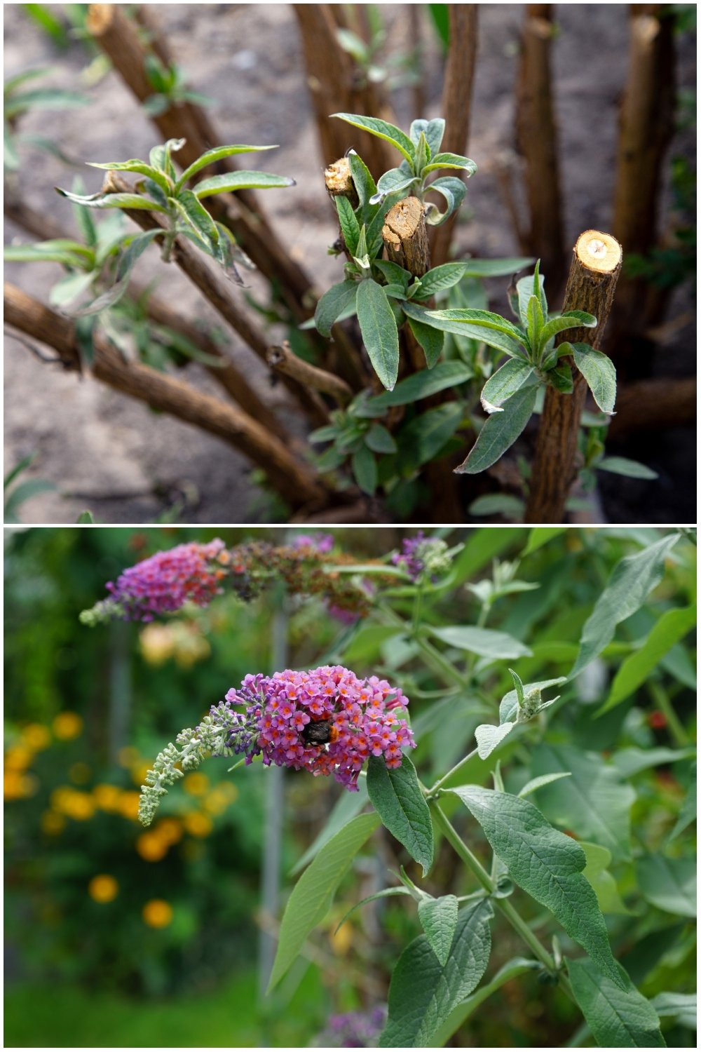 How and When to Prune Your Butterfly Bush (Buddleia davidii)