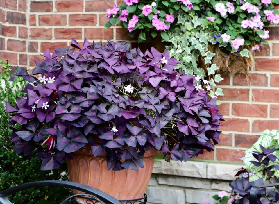 6 Reasons Every Home Needs a Purple Shamrock Houseplant