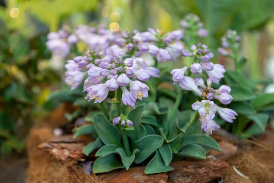5 Things Every Hosta Grower Needs To Know