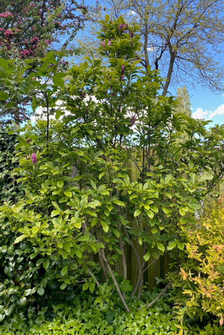 Pruning Magnolia In Late Spring (& Propagating The Cuttings)