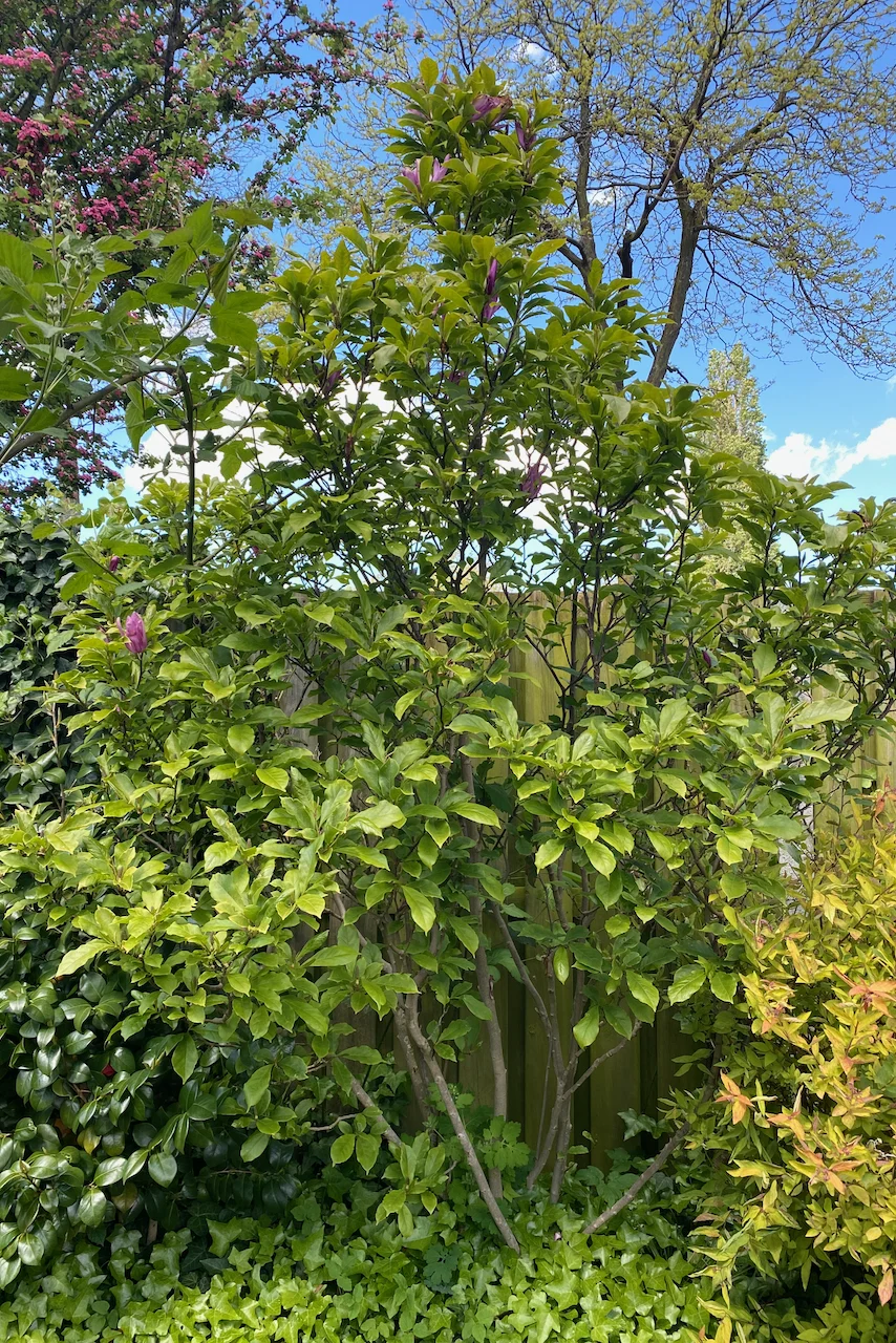 Pruning Magnolia In Late Spring Propagating The Cuttings