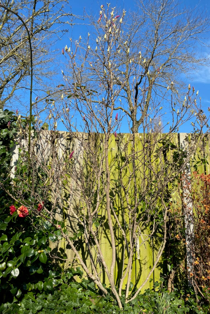 Pruning Magnolia In Late Spring (& Propagating The Cuttings)