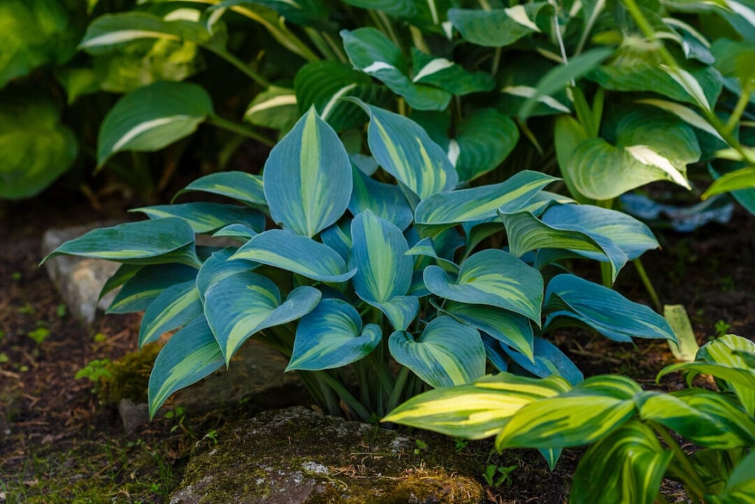 5 Things Every Hosta Grower Needs To Know