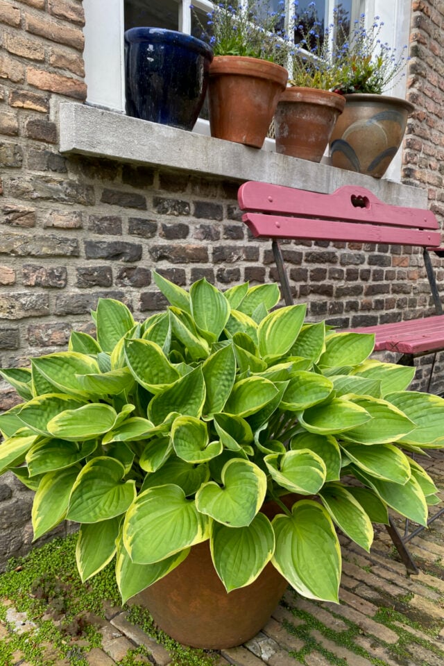 5 Things Every Hosta Grower Needs To Know