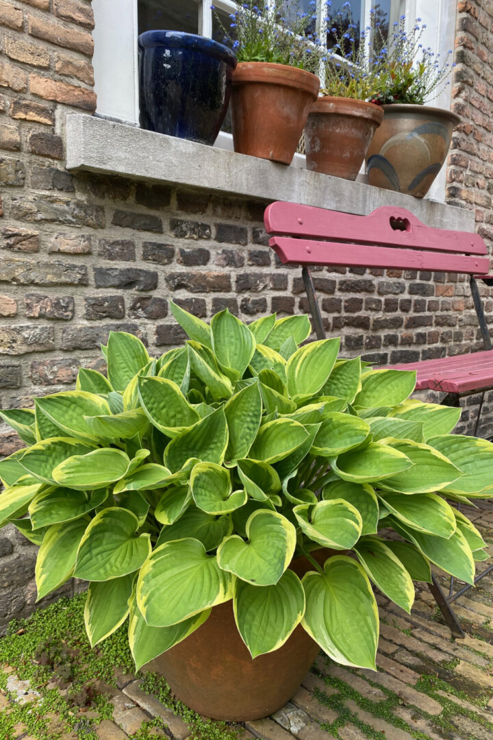 5 Things Every Hosta Grower Needs To Know