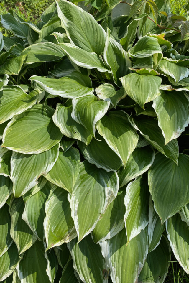5 Things Every Hosta Grower Needs To Know