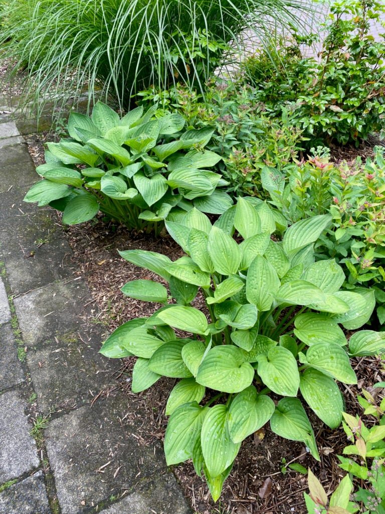5 Things Every Hosta Grower Needs To Know