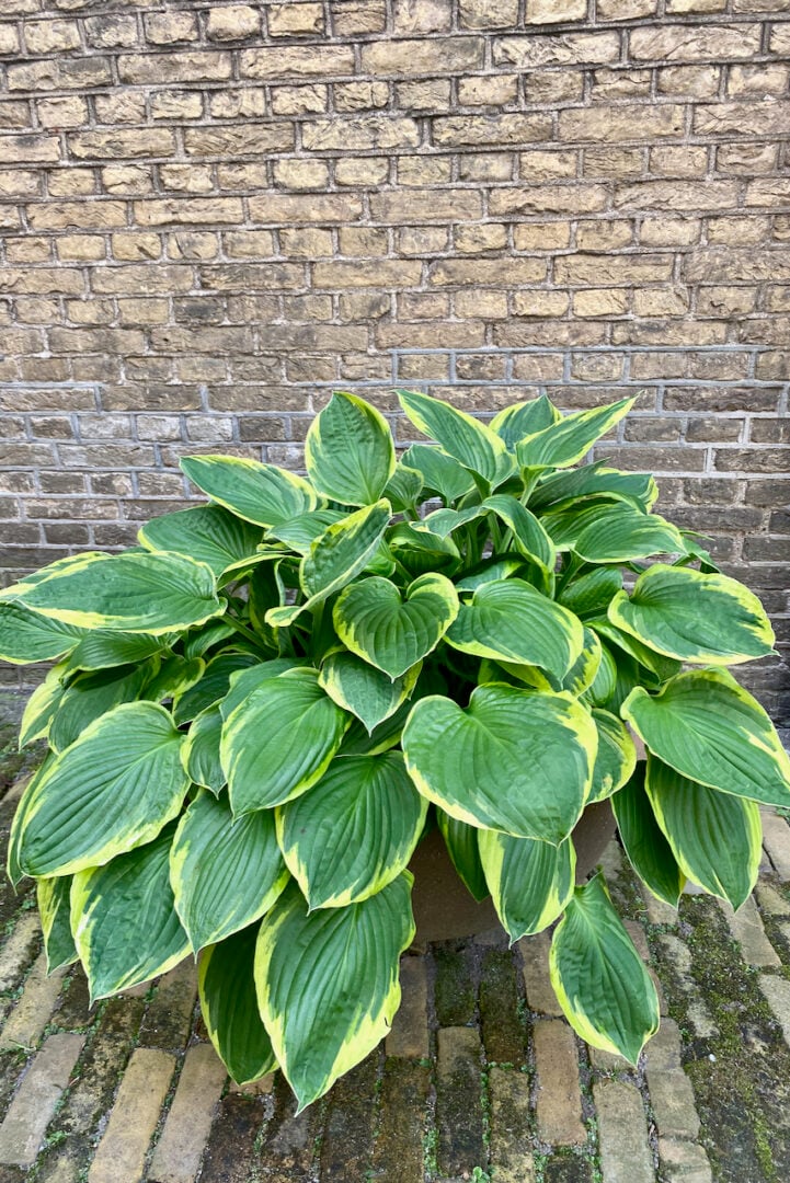 5 Things Every Hosta Grower Needs To Know