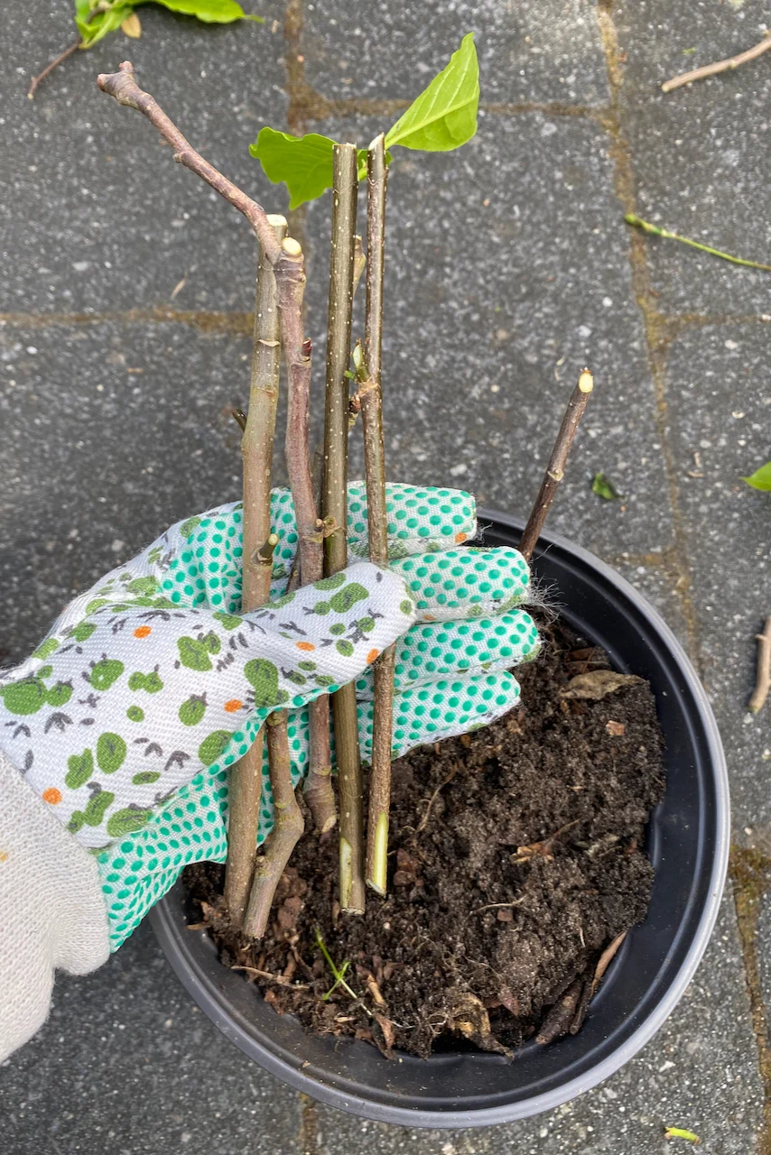 Pruning Magnolia In Late Spring (& Propagating The Cuttings)