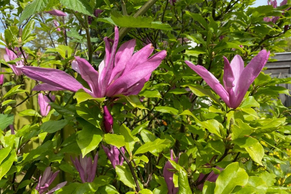 Pruning Magnolia In Late Spring (& Propagating The Cuttings)
