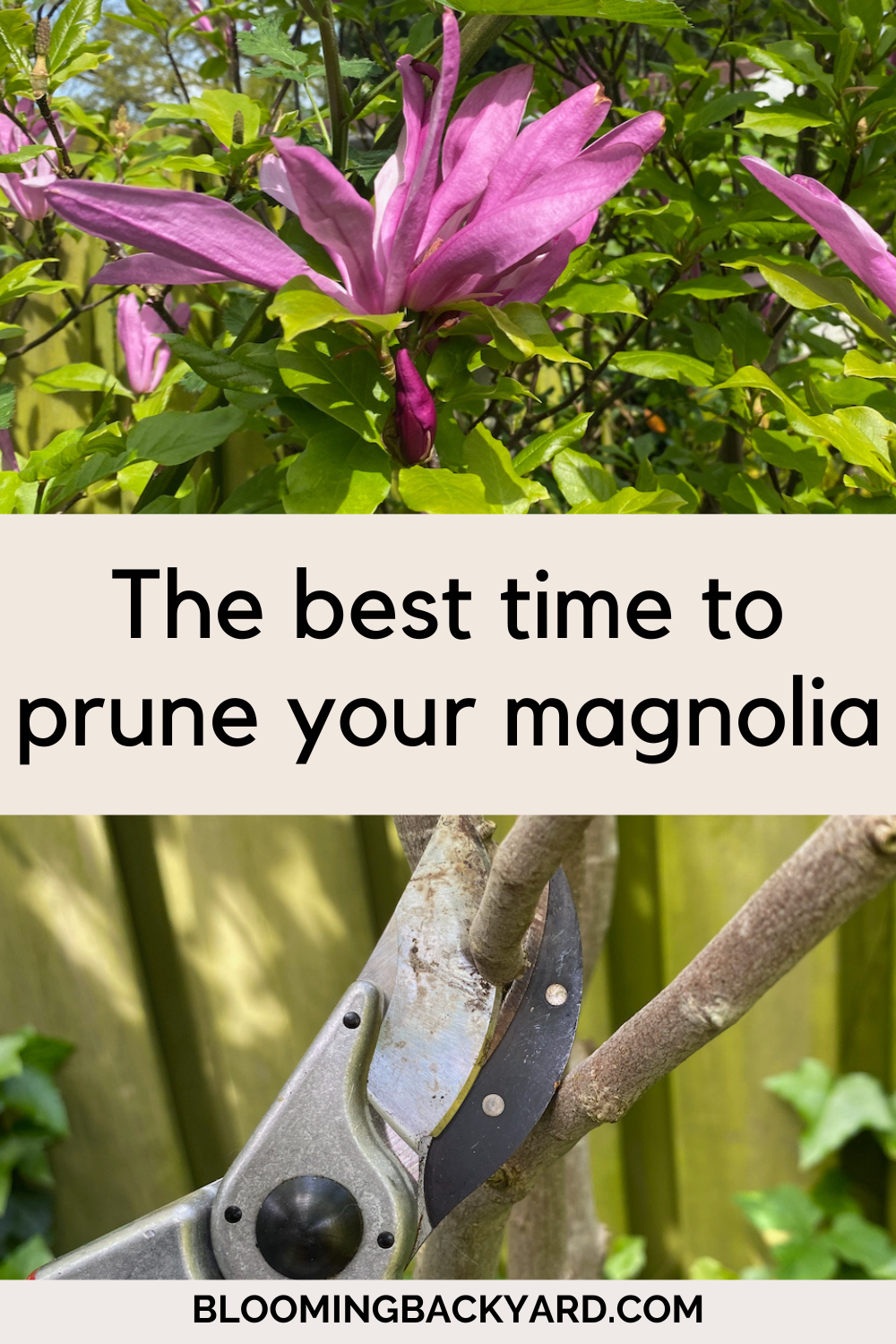 Pruning Magnolia In Late Spring (& Propagating The Cuttings)