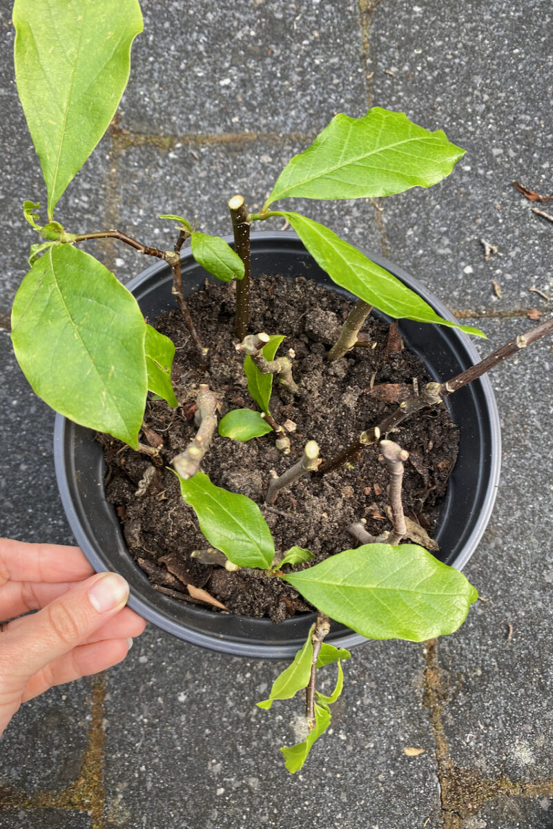 Pruning Magnolia In Late Spring (& Propagating The Cuttings)