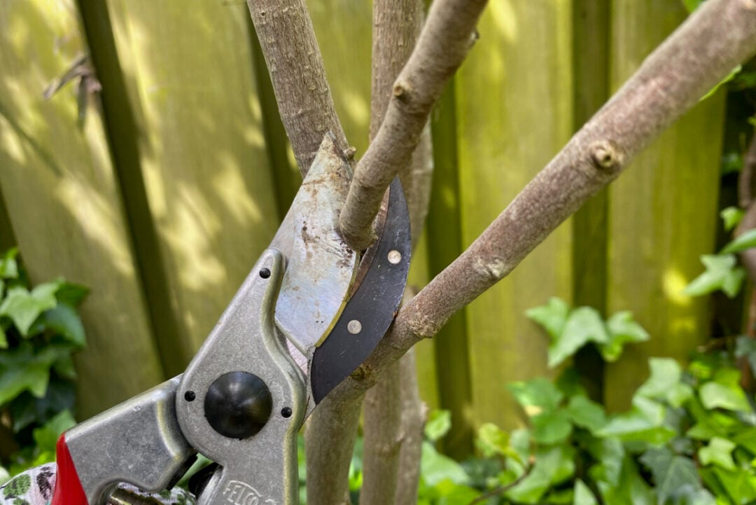 Pruning Magnolia In Late Spring (& Propagating The Cuttings)