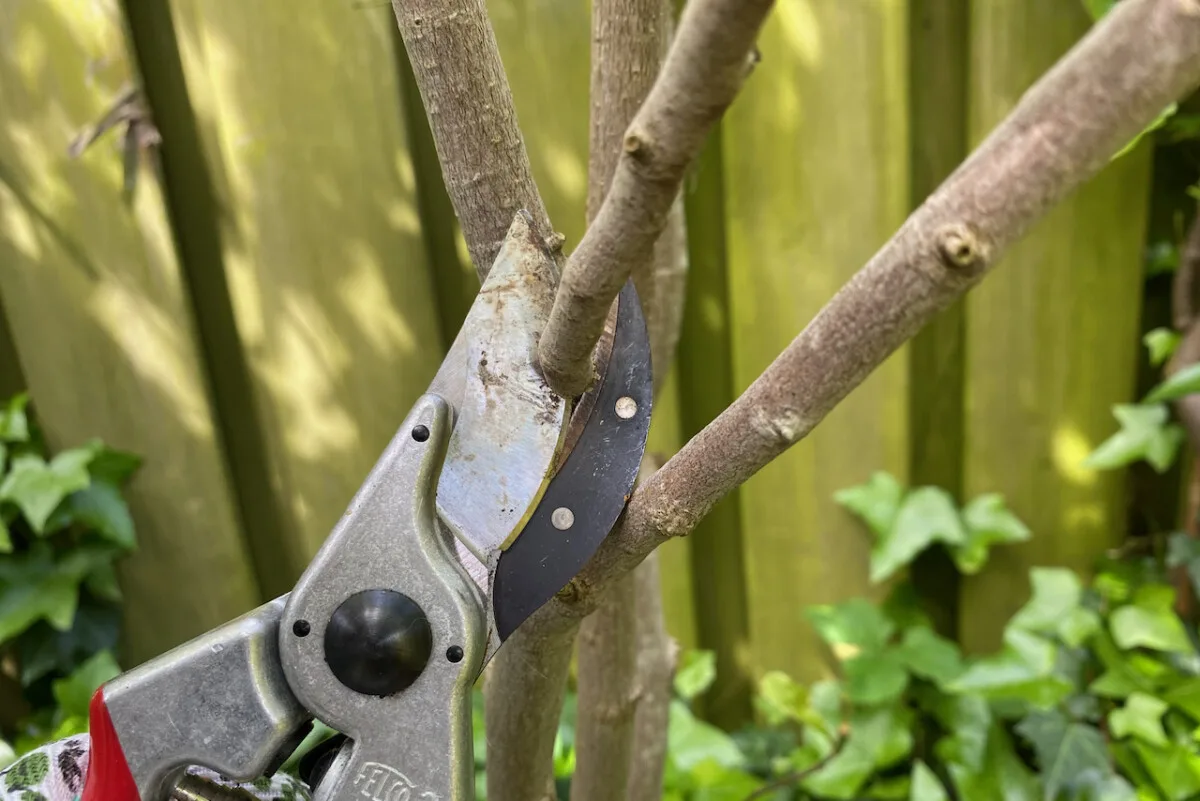 Pruning Magnolia In Late Spring (& Propagating The Cuttings)