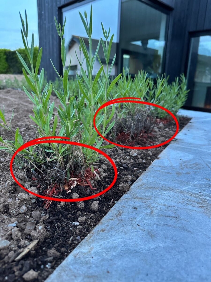 6 Reasons Why Your Lavender Is Dying (& How To Fix It)