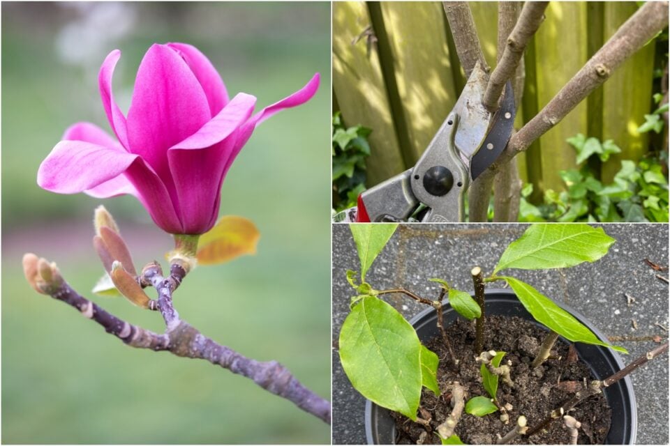 Pruning Magnolia In Late Spring (& Propagating The Cuttings)