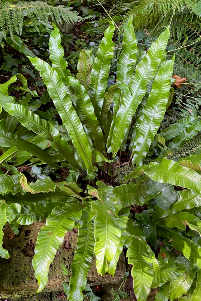 3 Things to Consider When Planting Along a Wall & 75 Perennials That Thrive