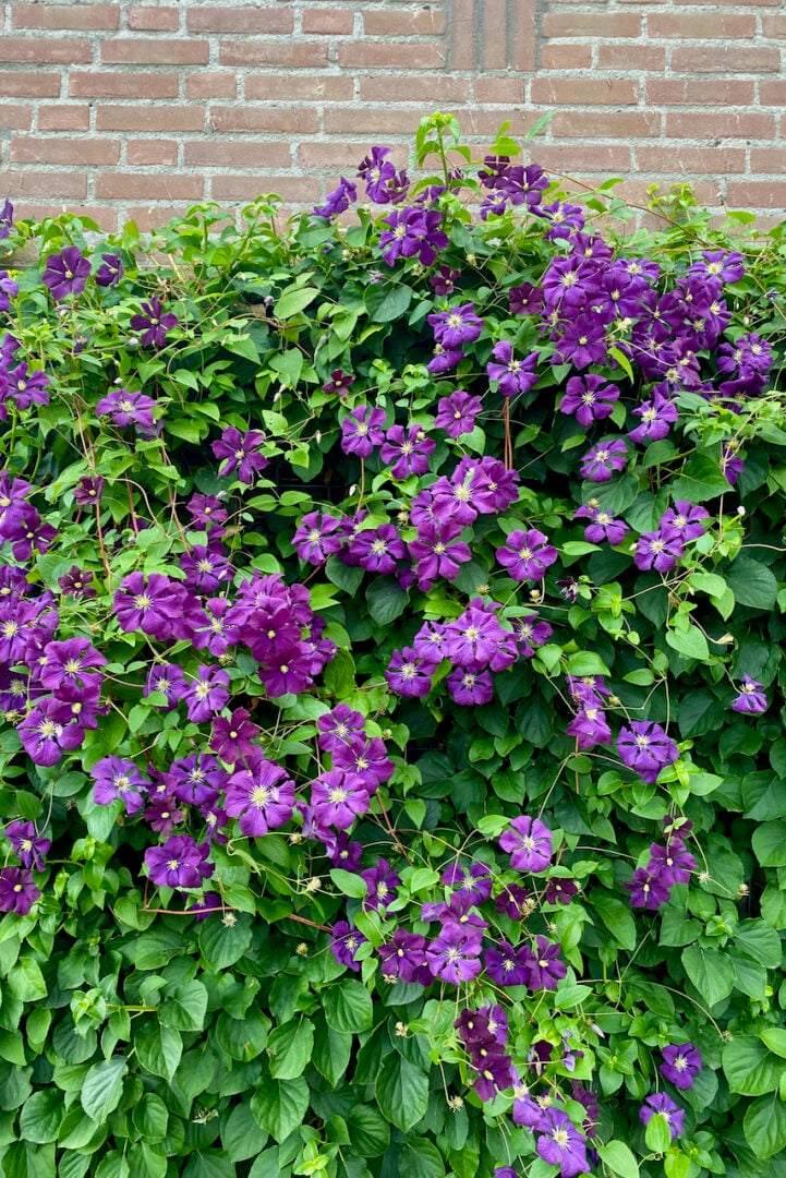 3 Things to Consider When Planting Along a Wall & 75 Perennials That Thrive