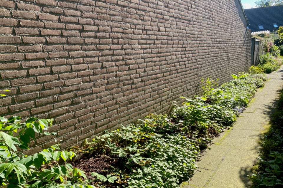 3 Things to Consider When Planting Along a Wall & 75 Perennials That Thrive