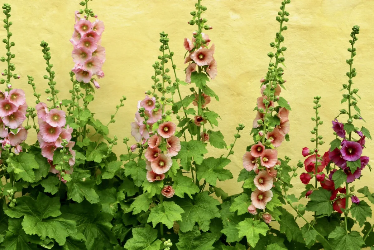 3 Things to Consider When Planting Along a Wall & 75 Perennials That Thrive