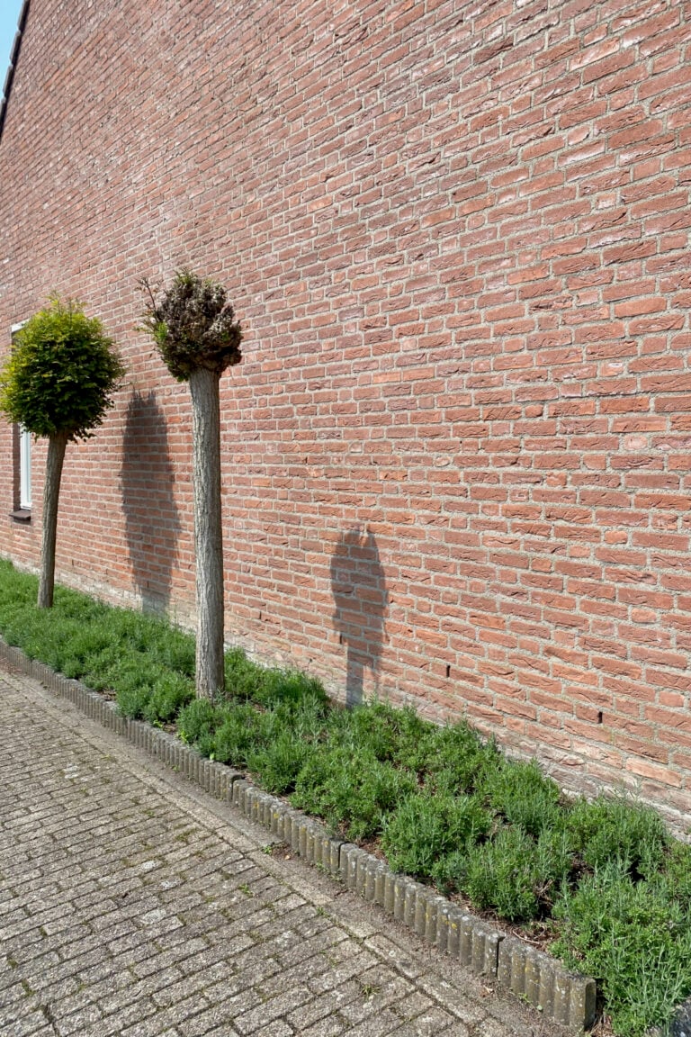 3 Things to Consider When Planting Along a Wall & 75 Perennials That Thrive