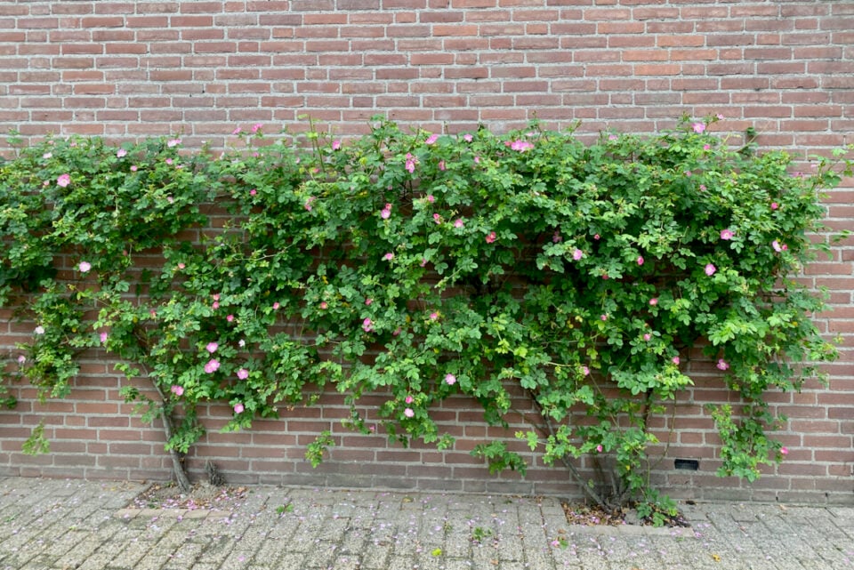 3 Things to Consider When Planting Along a Wall & 75 Perennials That Thrive