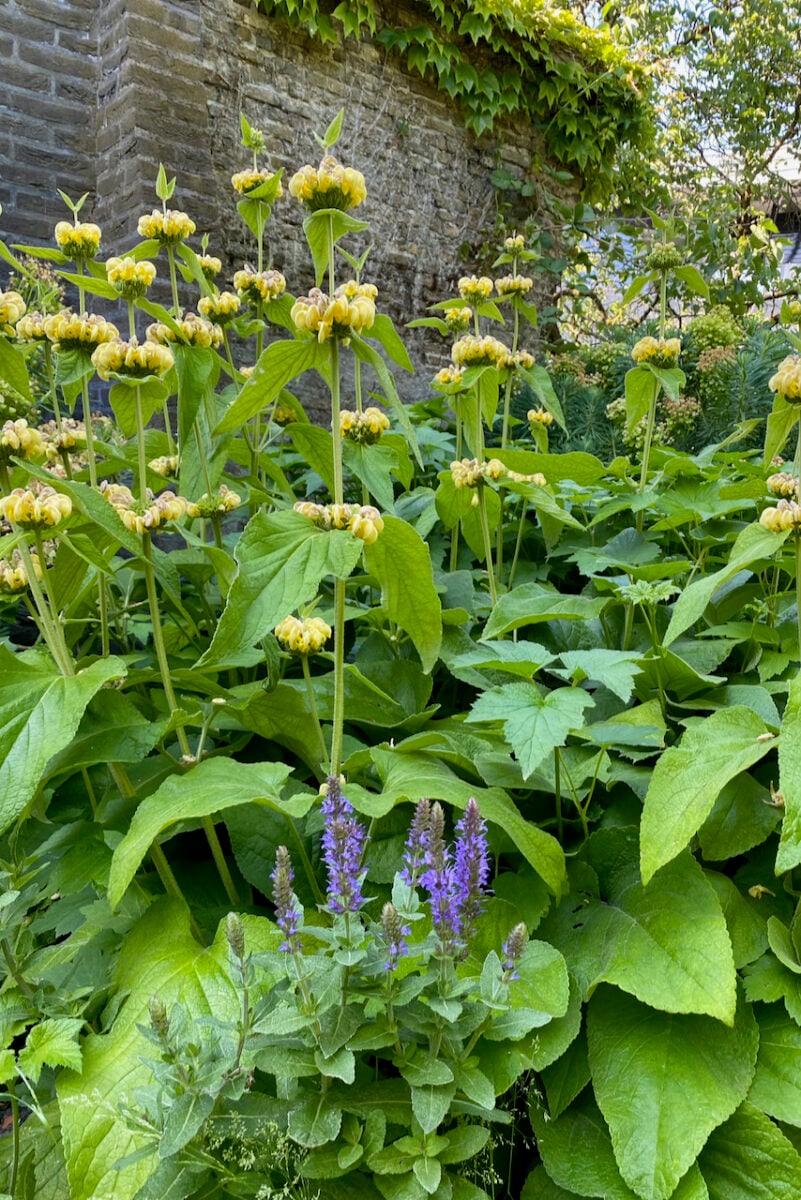 3 Things to Consider When Planting Along a Wall & 75 Perennials That Thrive