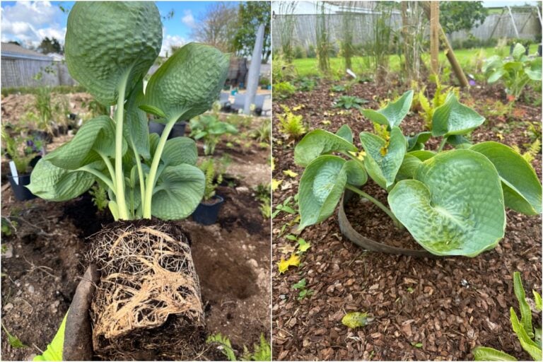 5 Things Every Hosta Grower Needs To Know