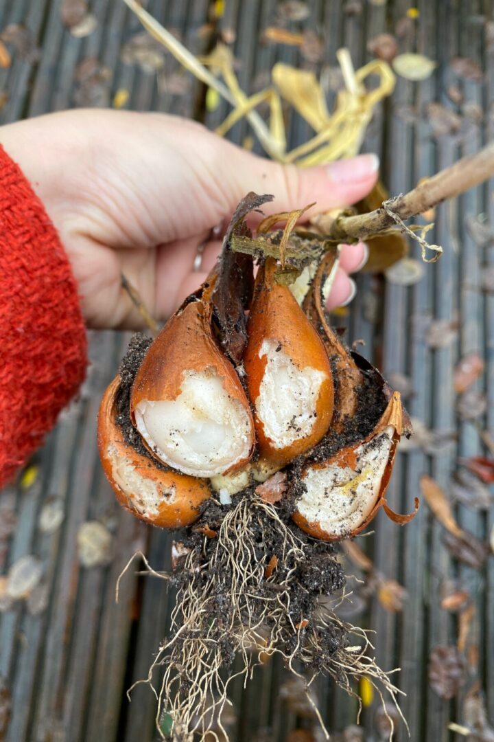 4 Reasons Why You Shouldn’t Plant Tulips (& How to Overcome Them)