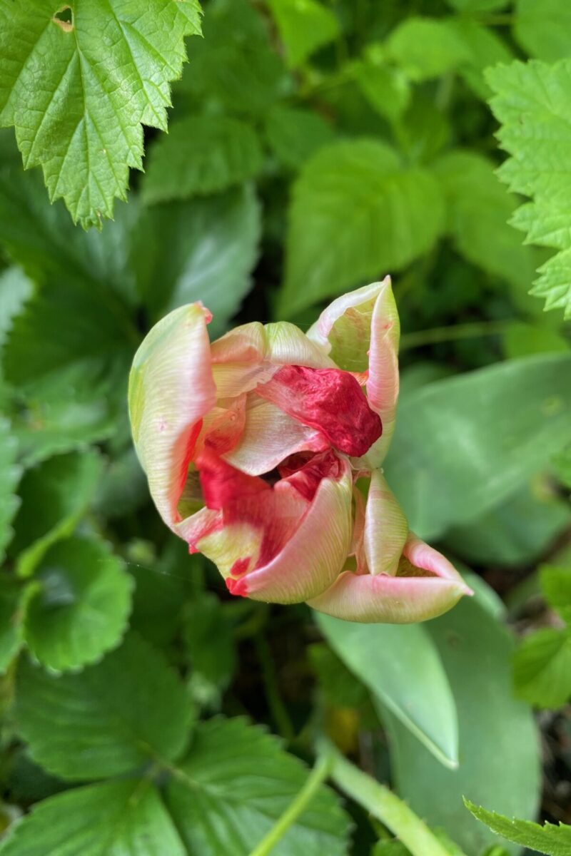 4 Reasons Why You Shouldn’t Plant Tulips (& How to Overcome Them)