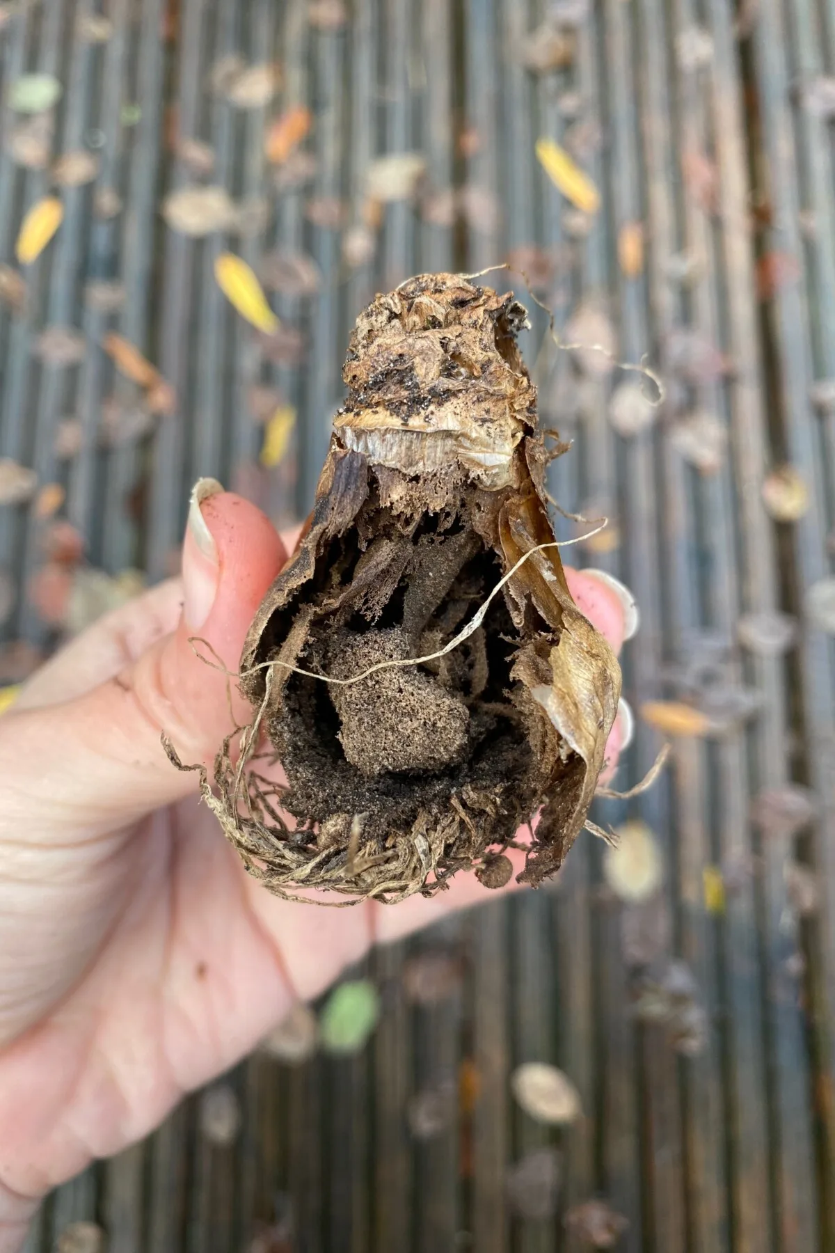 4 Reasons Why You Shouldn’t Plant Tulips (& How to Overcome Them)