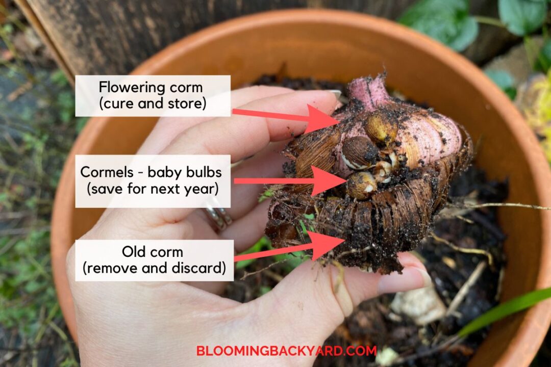 How to Lift and Store Gladioli Bulbs for the Winter