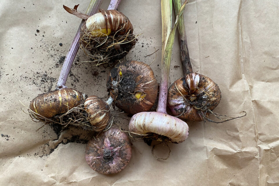 How to Lift and Store Gladioli Bulbs for the Winter