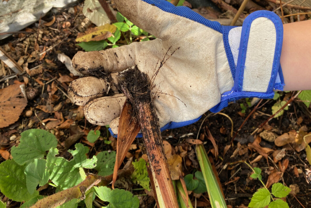 How to Lift and Store Gladioli Bulbs for the Winter