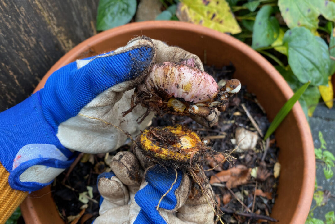 How to Lift and Store Gladioli Bulbs for the Winter