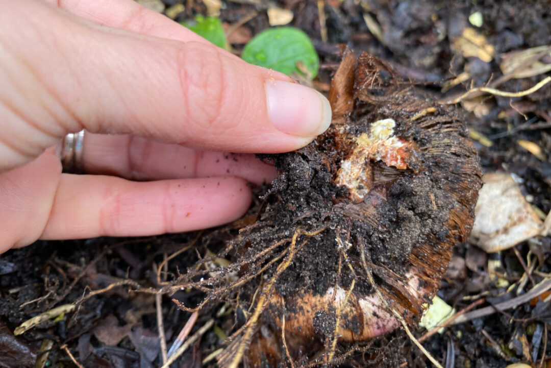 How to Lift and Store Gladioli Bulbs for the Winter