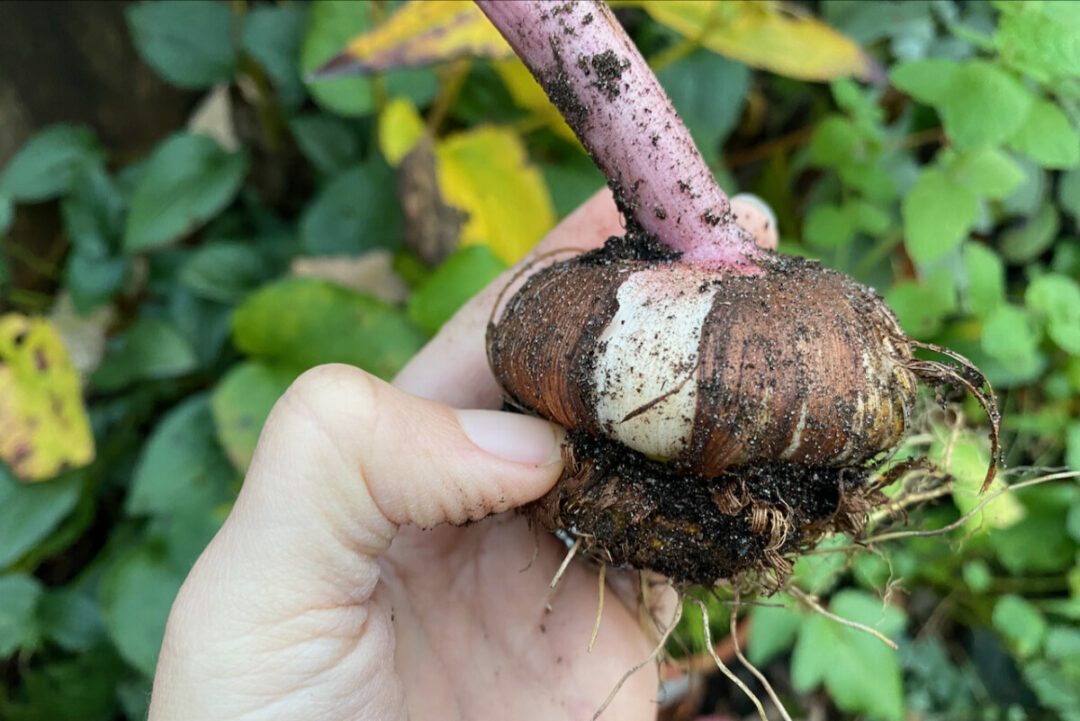 How to Lift and Store Gladioli Bulbs for the Winter