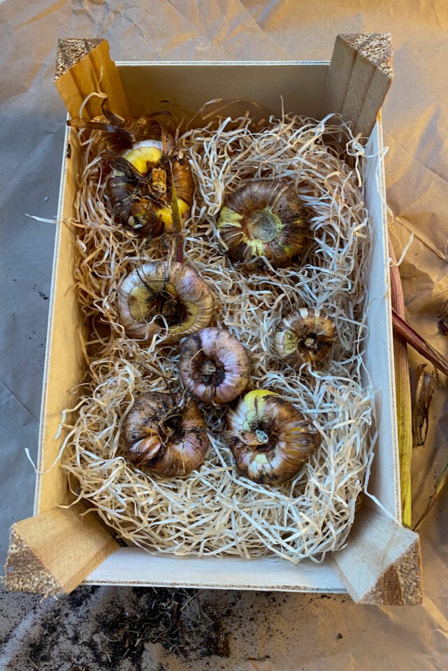 How to Lift and Store Gladioli Bulbs for the Winter